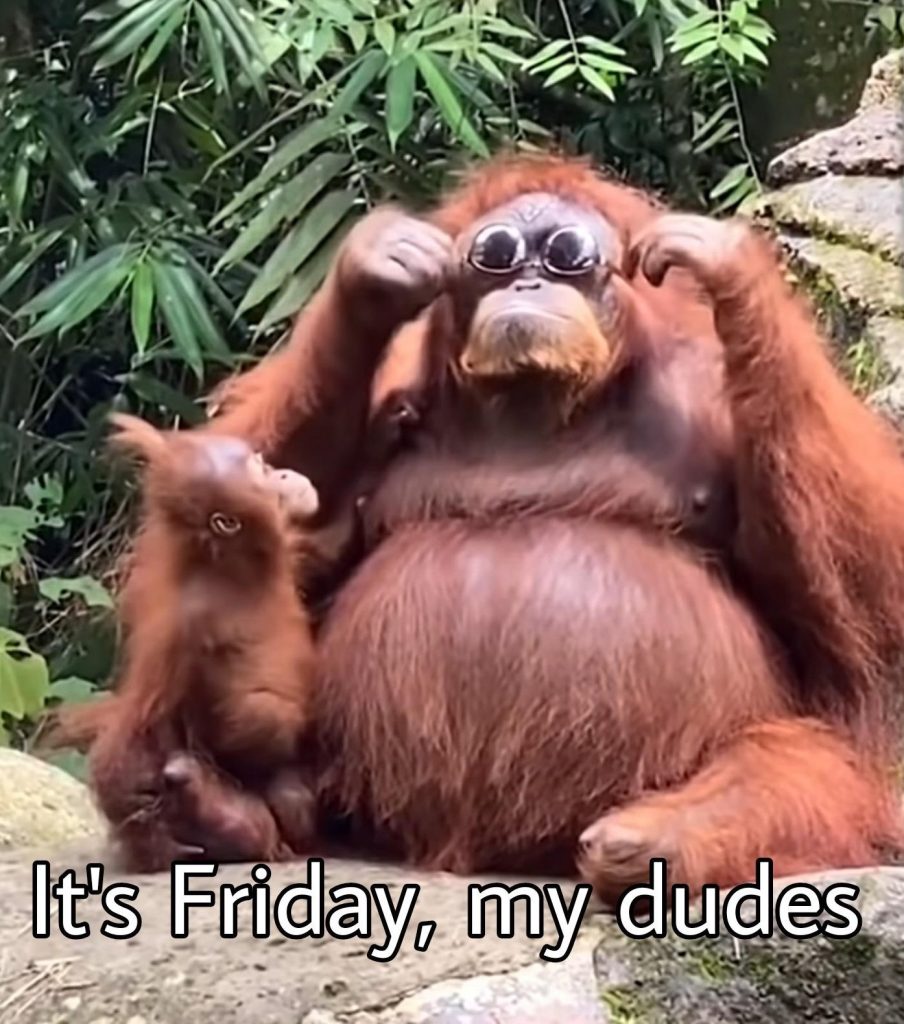 Gambar Meme Hewan Orang Utan Yang Dilindungi!